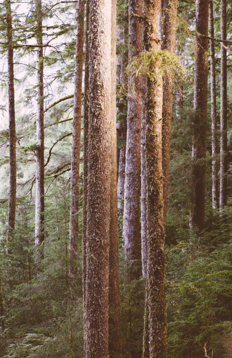 eric-muhr-YGAI23GPYLk-unsplash - Rani Conley